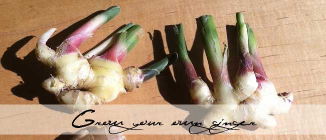 Grow your own antioxidant-rich ginger - Sweet Living Magazine